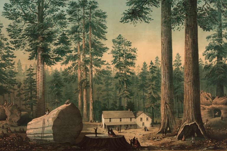 10 famous trees cut down by humans | Atlas & Boots