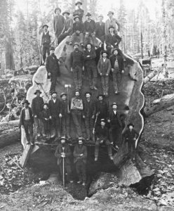 10 famous trees cut down by humans | Atlas & Boots