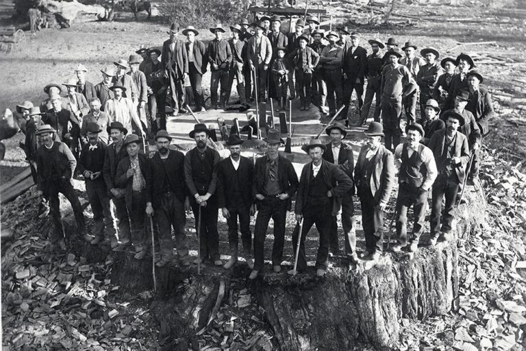 10 famous trees cut down by humans | Atlas & Boots