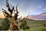 10 famous trees cut down by humans | Atlas & Boots