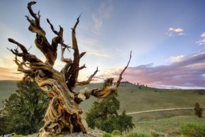 10 famous trees cut down by humans | Atlas & Boots