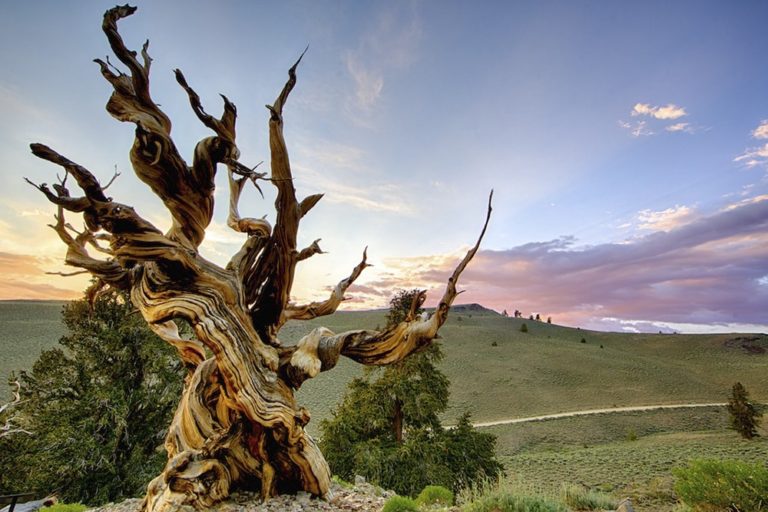 10 famous trees cut down by humans | Atlas & Boots