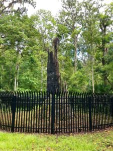 10 famous trees cut down by humans | Atlas & Boots