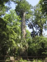10 famous trees cut down by humans | Atlas & Boots