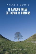 10 famous trees cut down by humans | Atlas & Boots