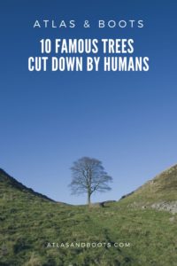 10 famous trees cut down by humans | Atlas & Boots