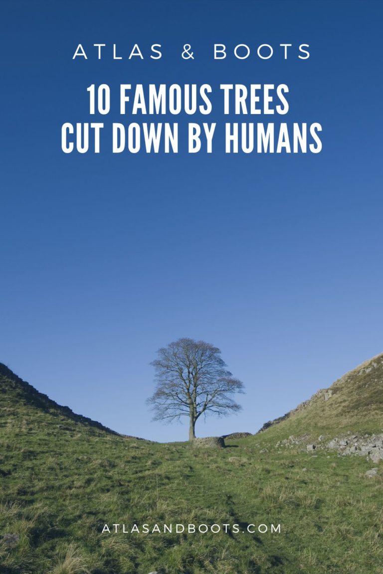 10 famous trees cut down by humans | Atlas & Boots