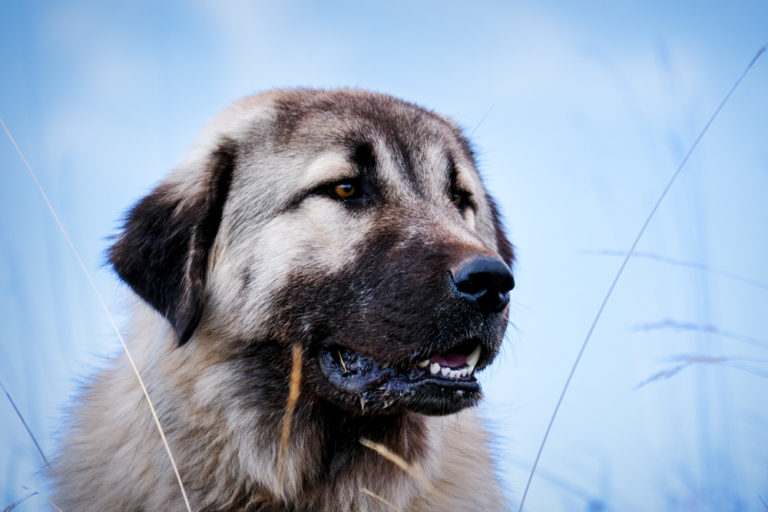 High Scardus Trail in Albania: everything you need to know | Atlas & Boots
