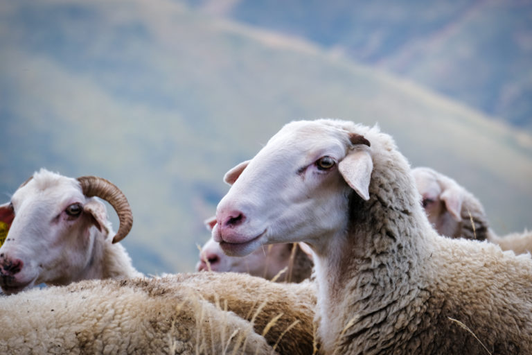 High Scardus Trail in Albania: everything you need to know | Atlas & Boots